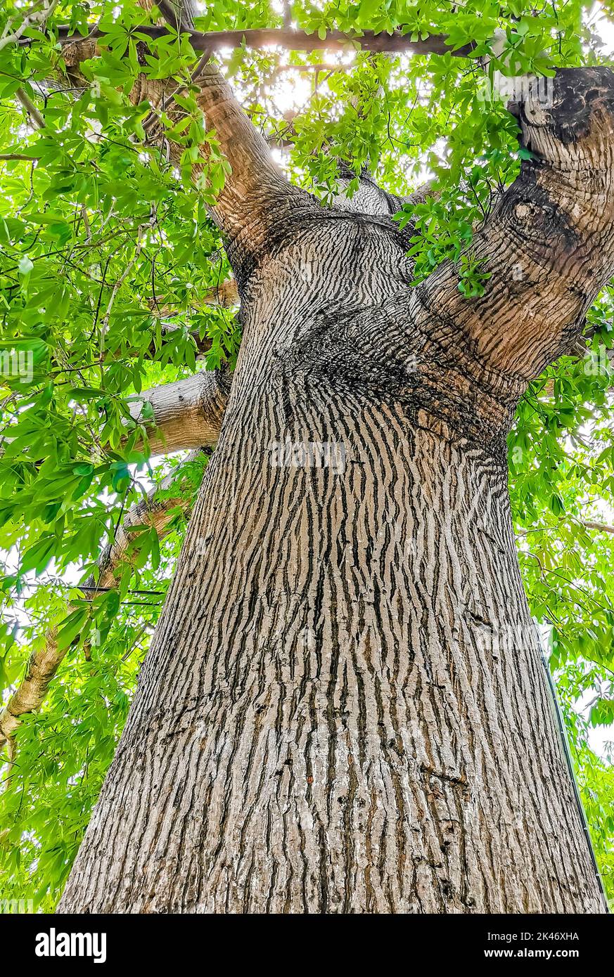 Huge beautiful Kapok tree Ceiba tree with spikes in tropical park ...