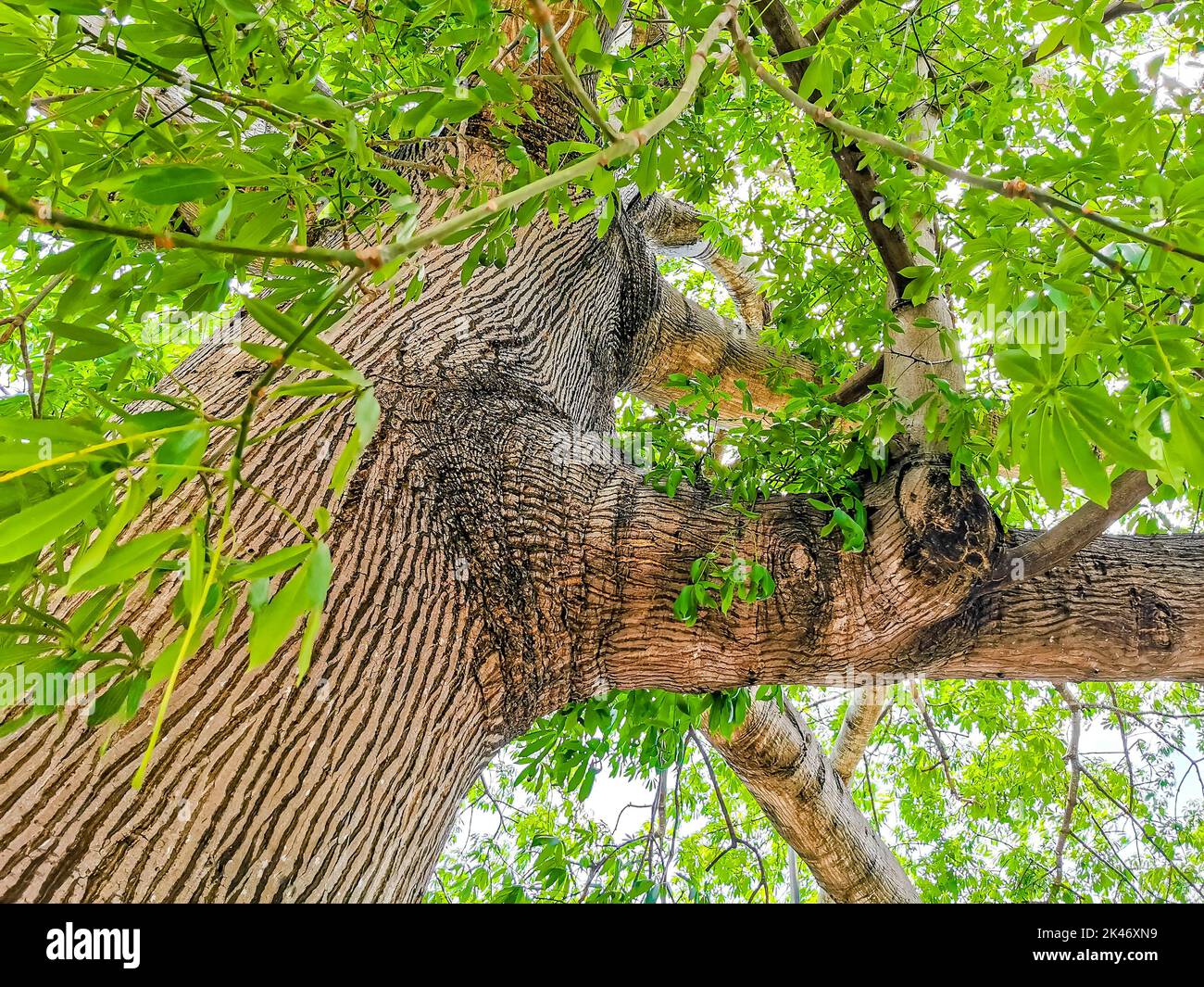 Huge beautiful Kapok tree Ceiba tree with spikes in tropical park ...