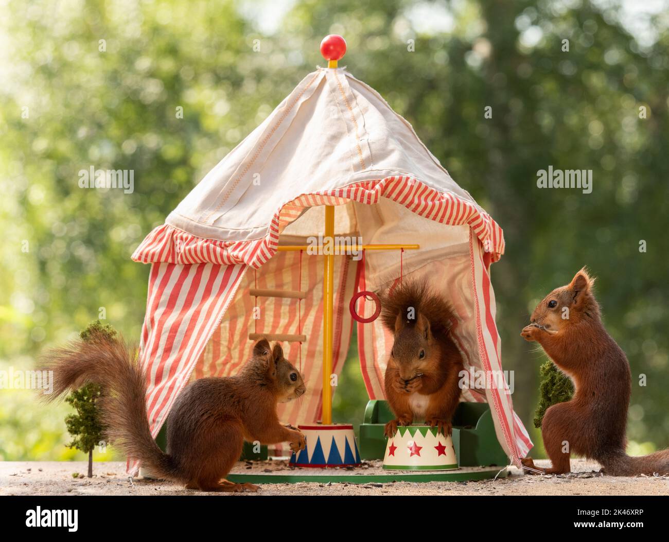 Red squirrels with an rope in an circus hi-res stock photography and ...
