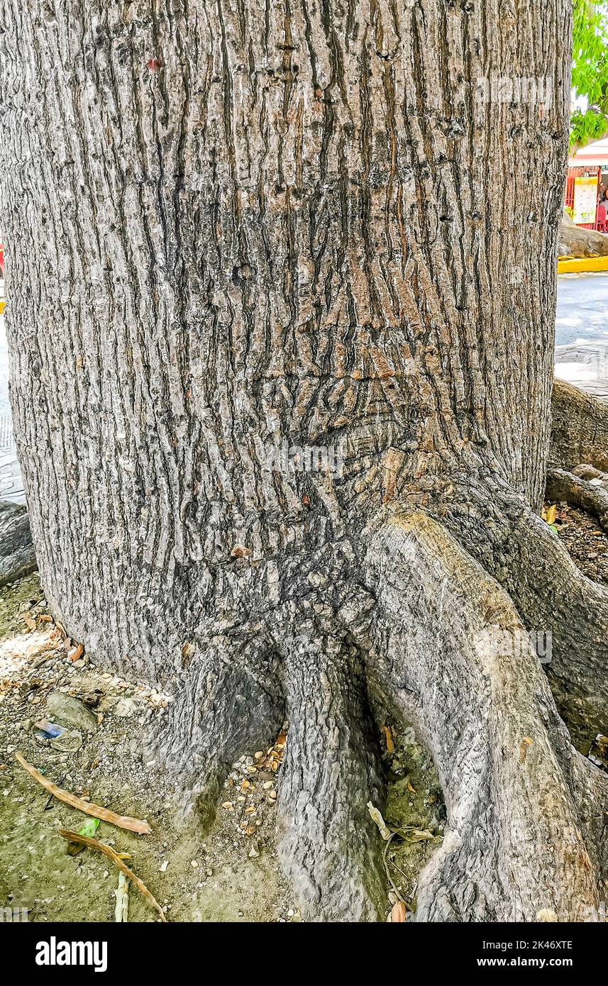 Huge beautiful Kapok tree Ceiba tree with spikes in tropical park ...
