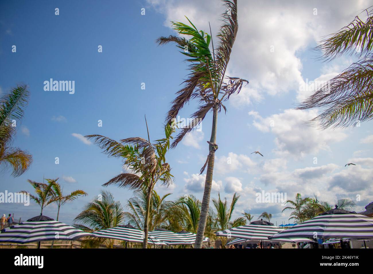 windy summer day at the beach with palm tres Stock Photo - Alamy
