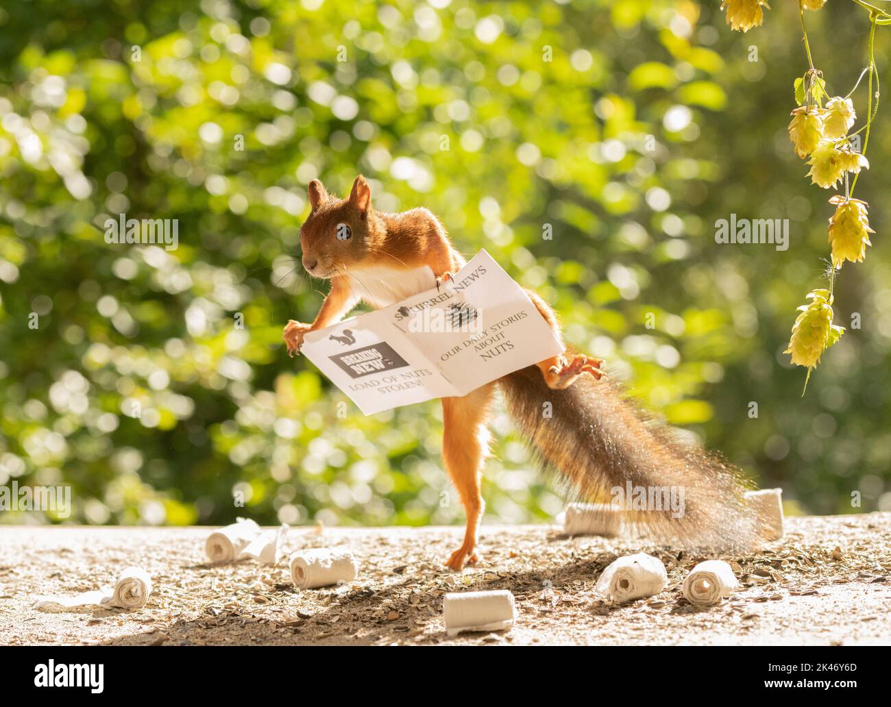 News animal squirrel hi-res stock photography and images - Alamy