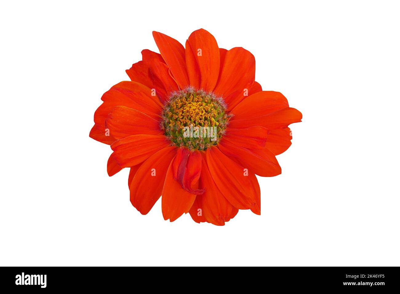 flower isolated on white background Stock Photo - Alamy