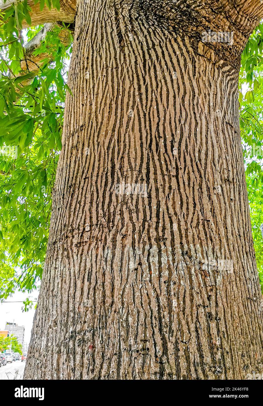Huge beautiful Kapok tree Ceiba tree with spikes in tropical park ...