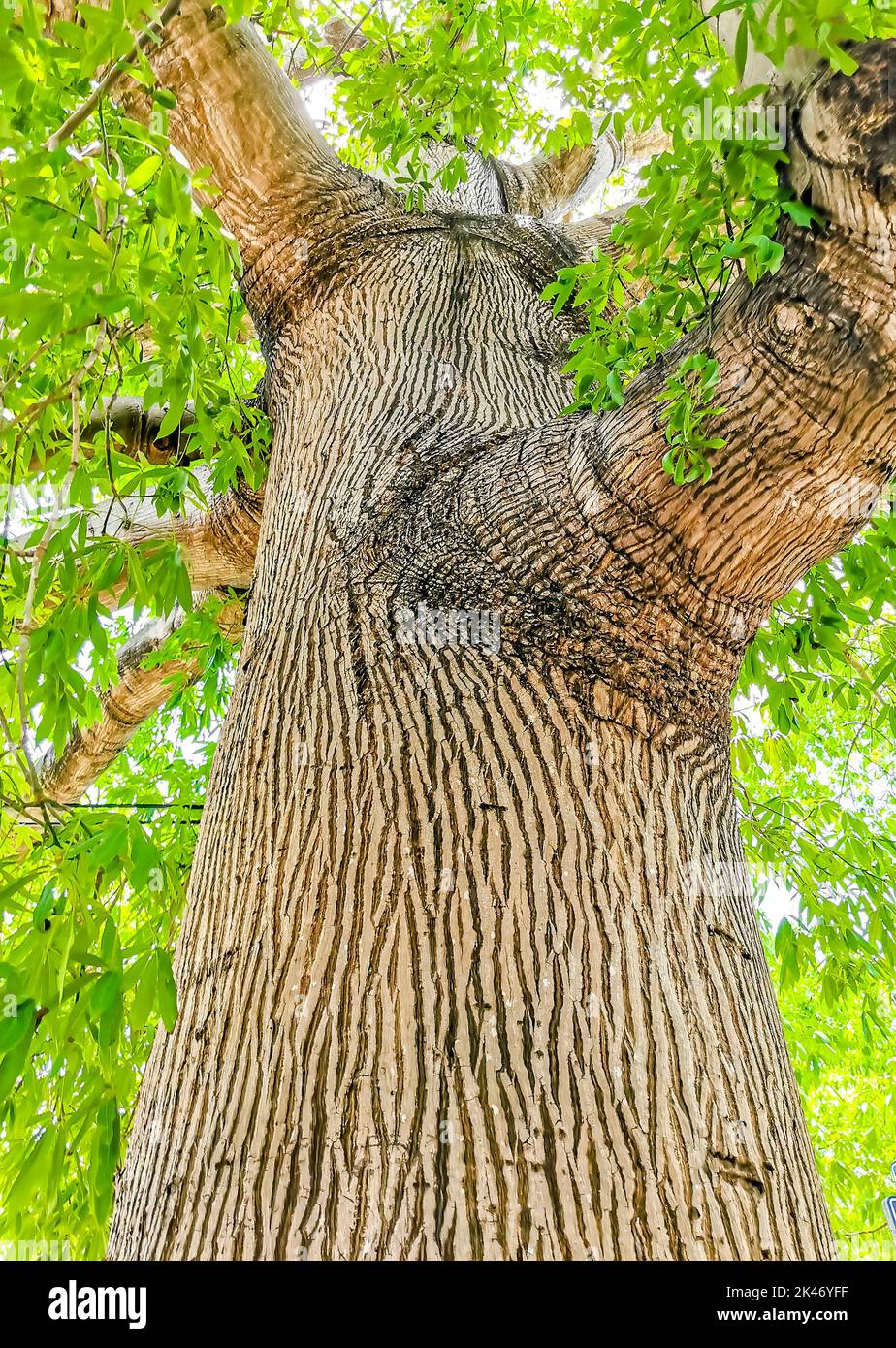 Huge beautiful Kapok tree Ceiba tree with spikes in tropical park ...