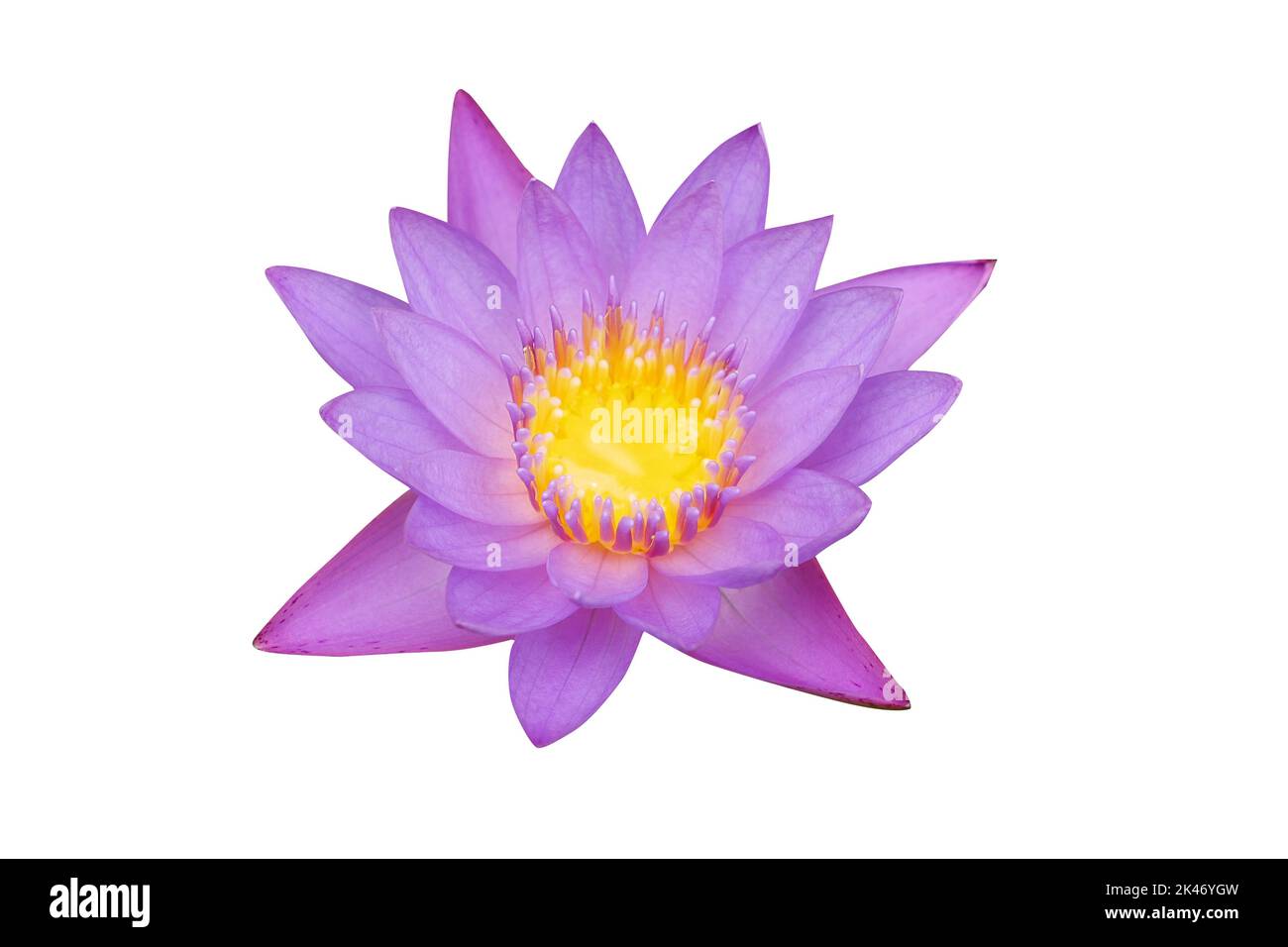 flower isolated on white background Stock Photo - Alamy