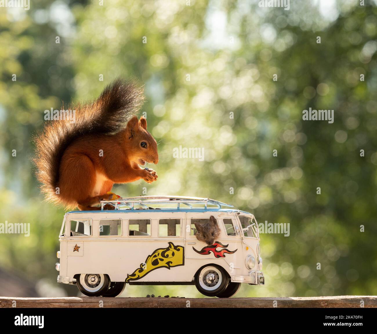 mouse and red squirrel with an mini van with surf boards Stock Photo ...