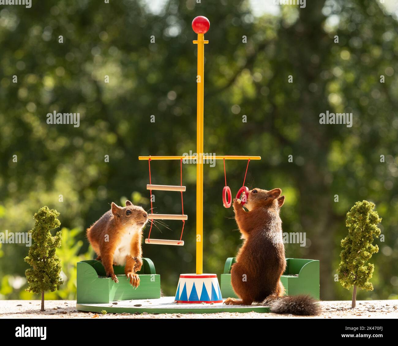 Red squirrels with an rope in an circus hi-res stock photography and ...
