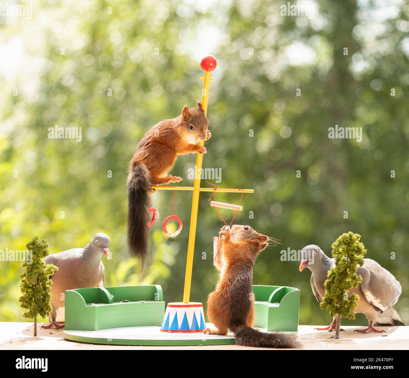 red squirrels standing in a circus tent with woodpigeon Stock Photo - Alamy