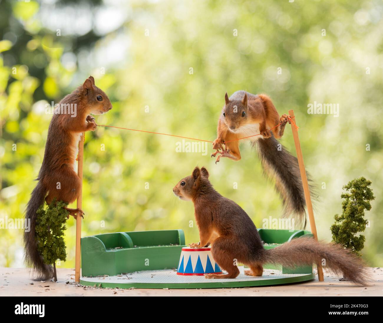 Red squirrels with an rope in an circus hi-res stock photography and ...