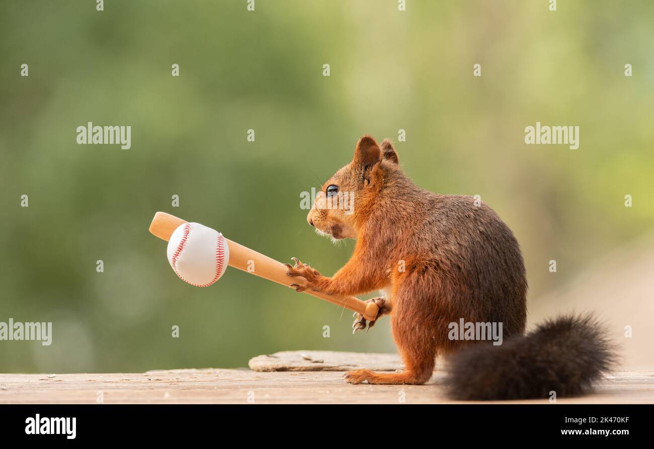 Bat rodent hi-res stock photography and images - Alamy
