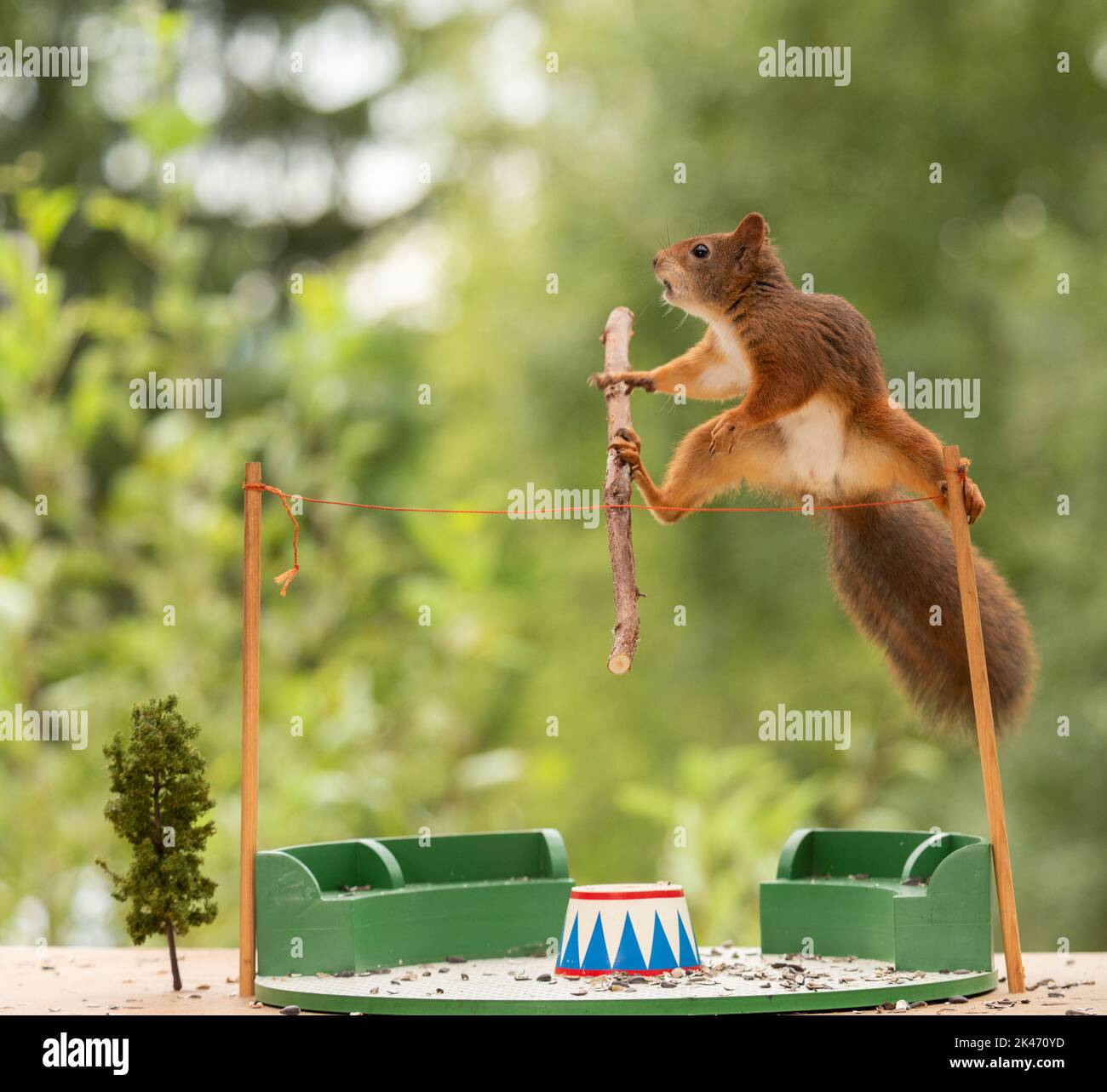 Squirrel on a stick hi-res stock photography and images - Alamy