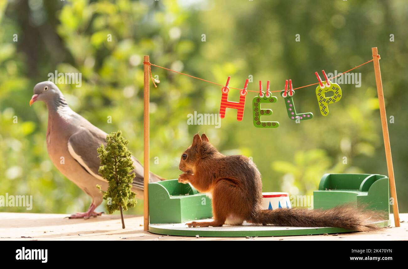 Red squirrels on an wire with help word hi-res stock photography and ...