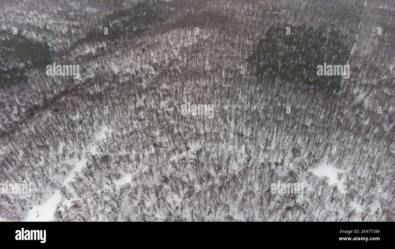 Aerial view from above of winter forest covered in snow. Pine tree and ...