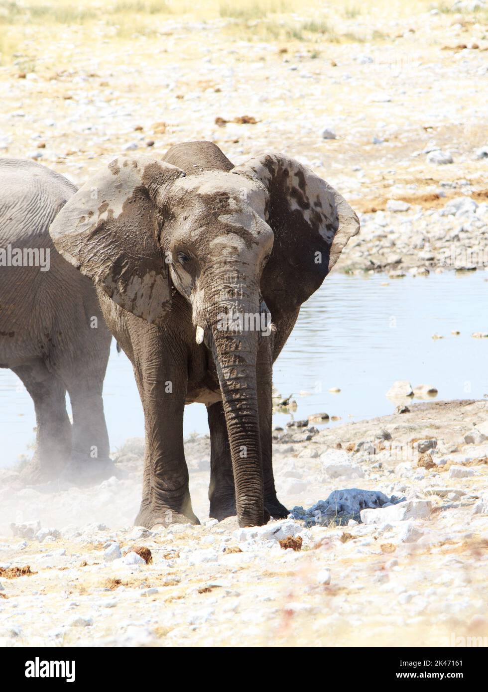 A juvenile dusty African Elephant standing looking directly into camera ...