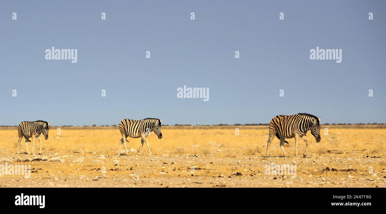 Three Plains zebras walking through yellow grass plains which lit by ...