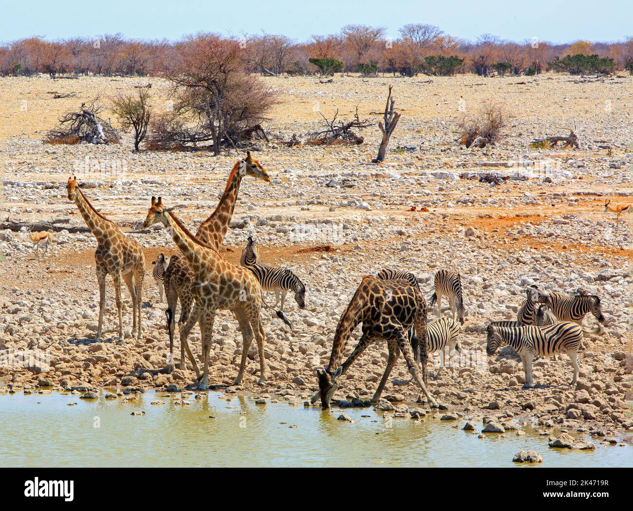 A wildlife lovers dream, a waterhole full of animals drinking. An ...
