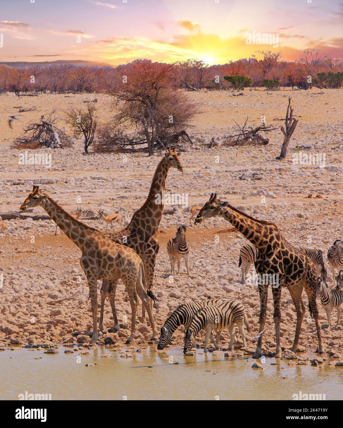 Zebra Giraffe Animal