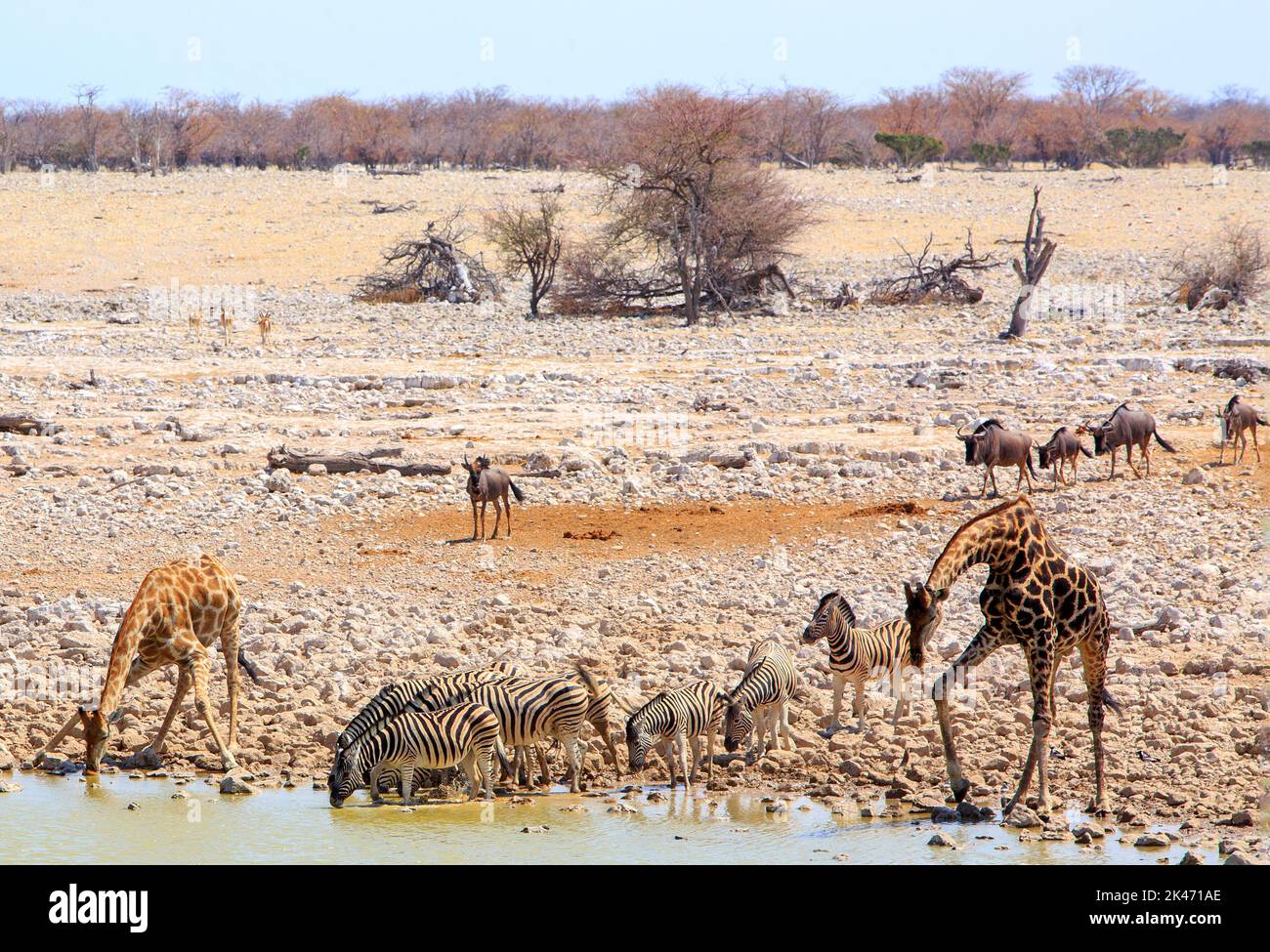 So many different species of animals coming to take a drink from this ...