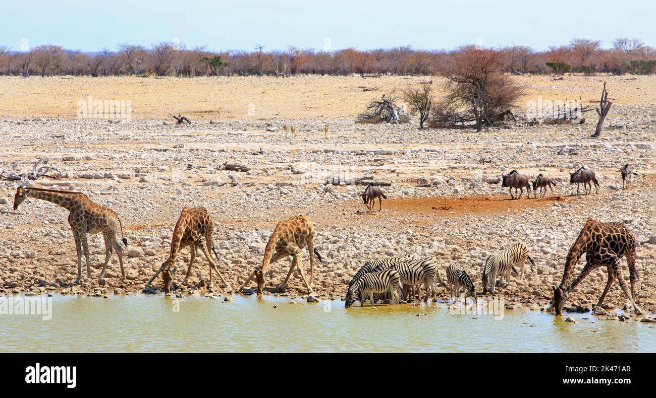A vibrant African waterhole with lots of different animals coming to ...