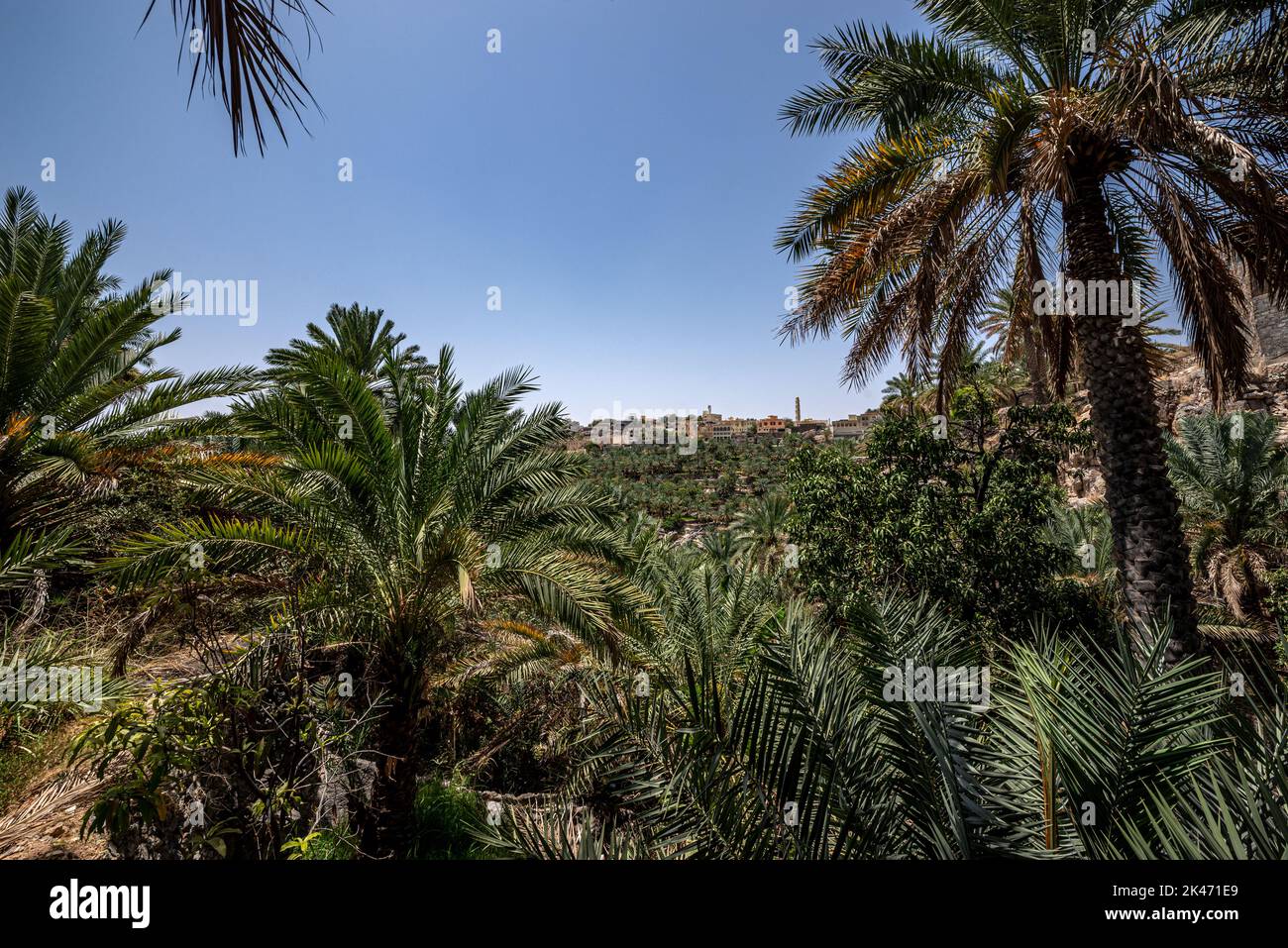 Palms surrounding Al Hamra old village, Ad-Dakhilitìyah Region, Oman ...
