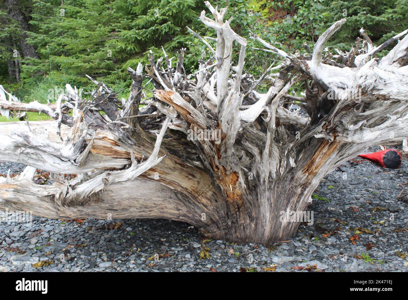 Rocky beach with drift wood Stock Photo - Alamy