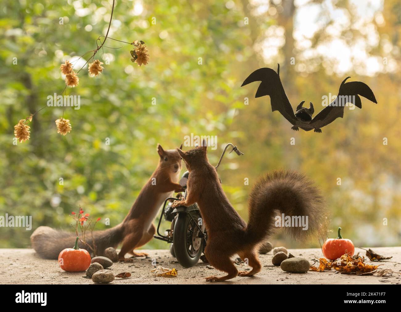 Pumpkin bike hi-res stock photography and images - Alamy