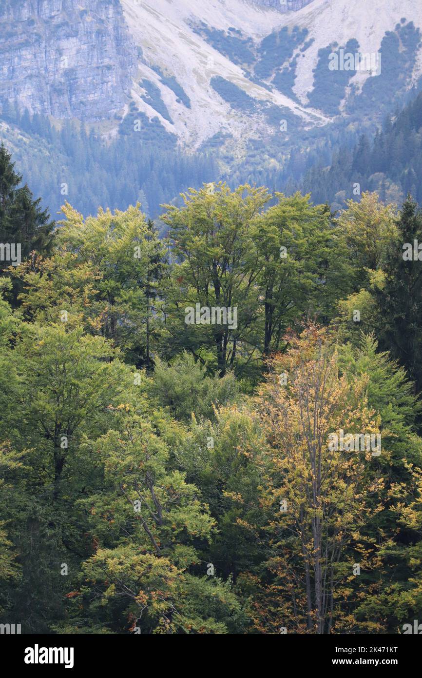 Transition forest zone hi-res stock photography and images - Alamy