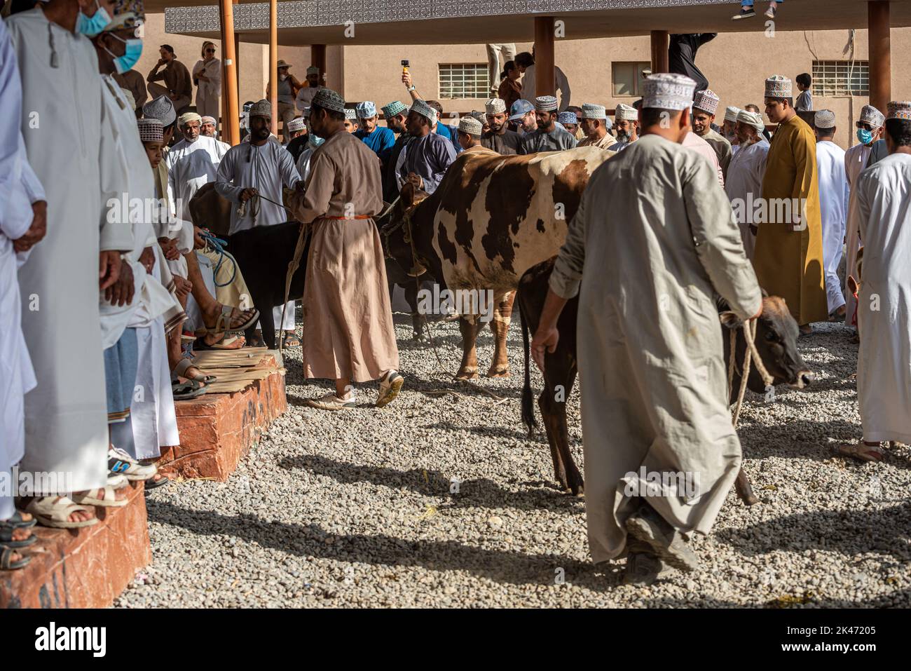Selling cows at the friday morning cattle market, Nizwa, Oman Stock ...