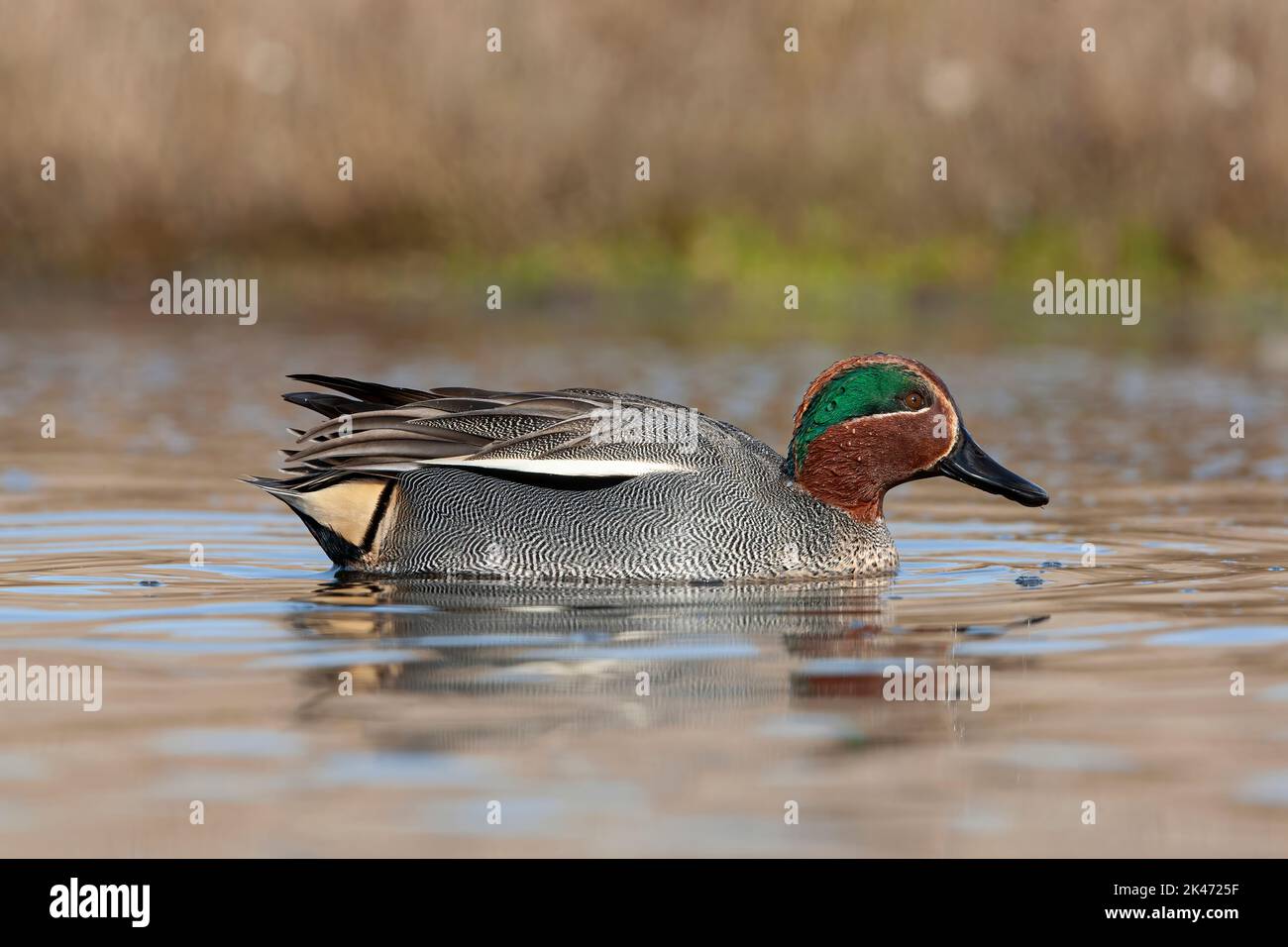 Teal lagoon hi-res stock photography and images - Alamy
