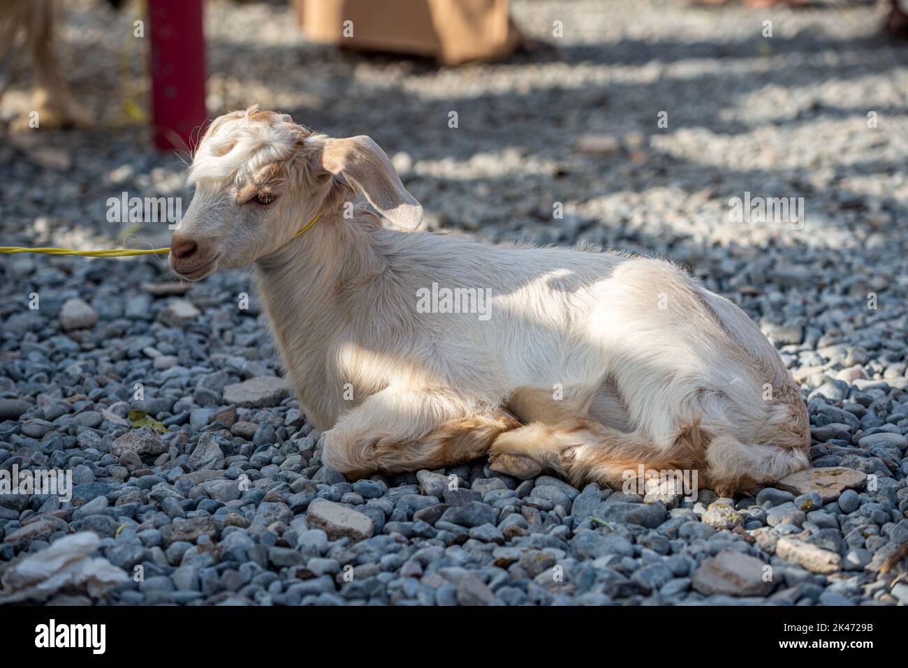 A young goat on sale at the friday morning cattle market in Nizwa, Oman ...