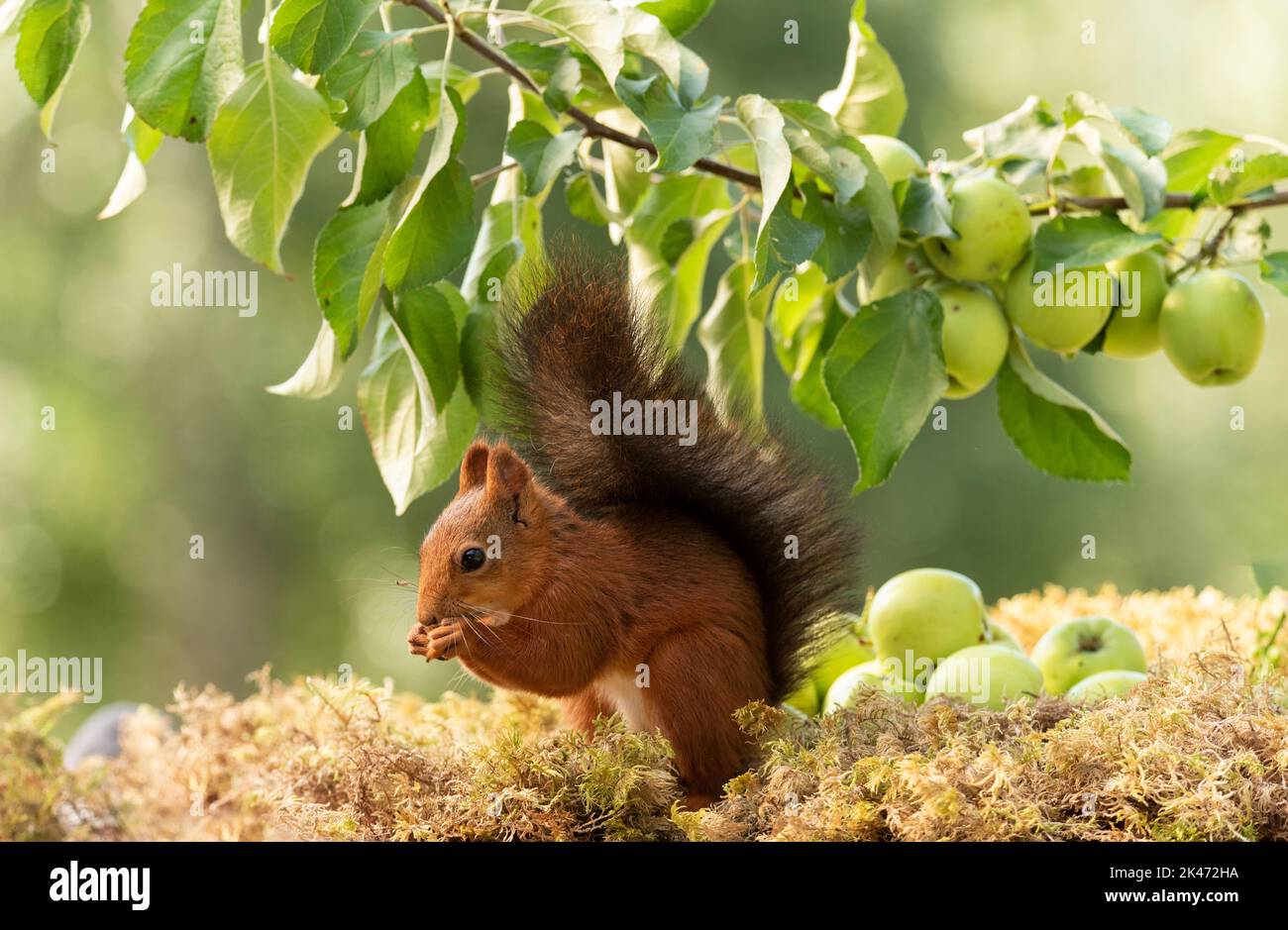 red squirrel stand under apple branches Stock Photo - Alamy