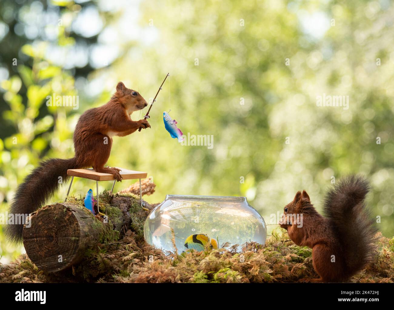 red squirrel with an fish from a fishing bowl Stock Photo - Alamy
