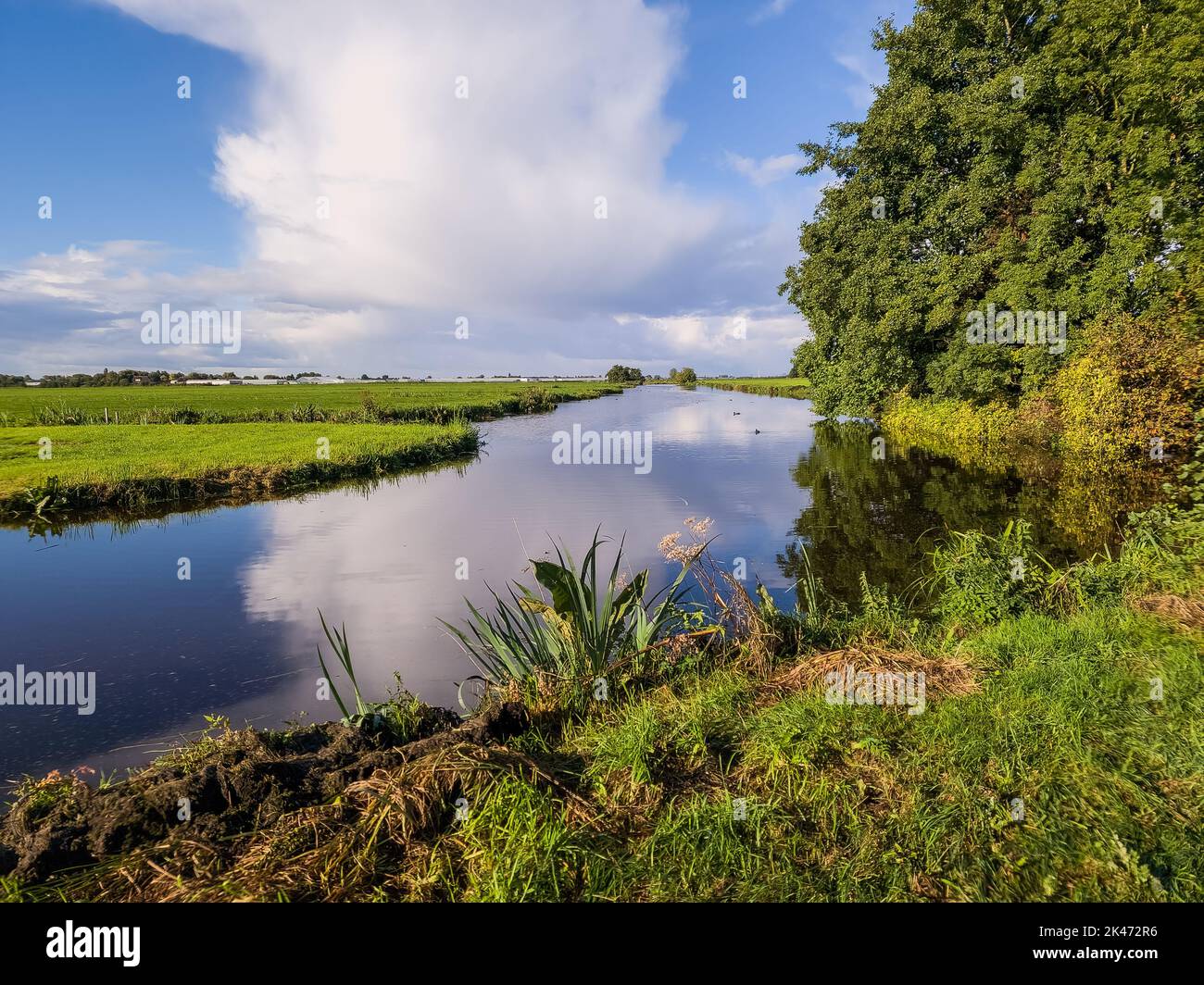 Dutch autumn landscape with a wide drainage ditch with riverbank plants ...