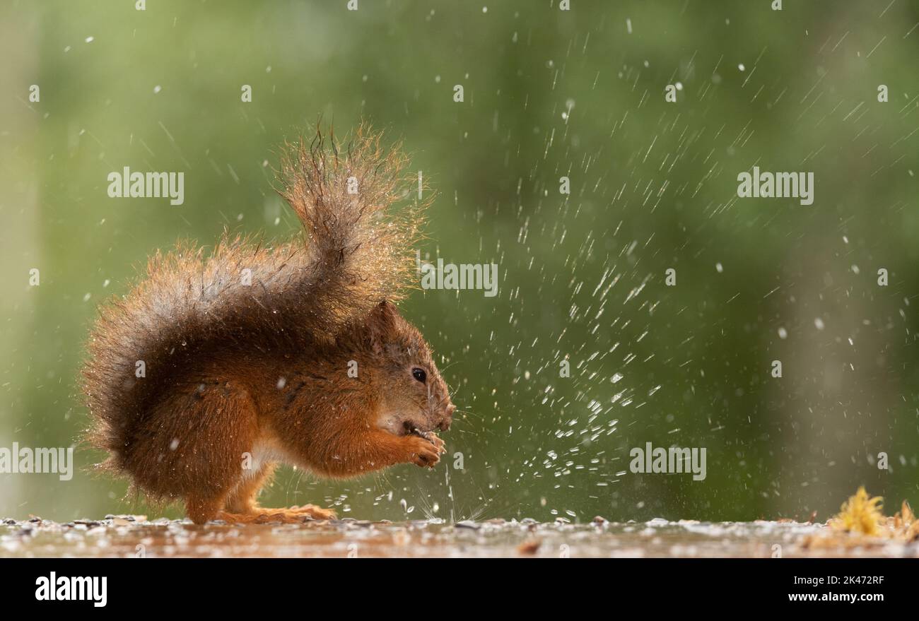 Rain animal shake hi-res stock photography and images - Alamy