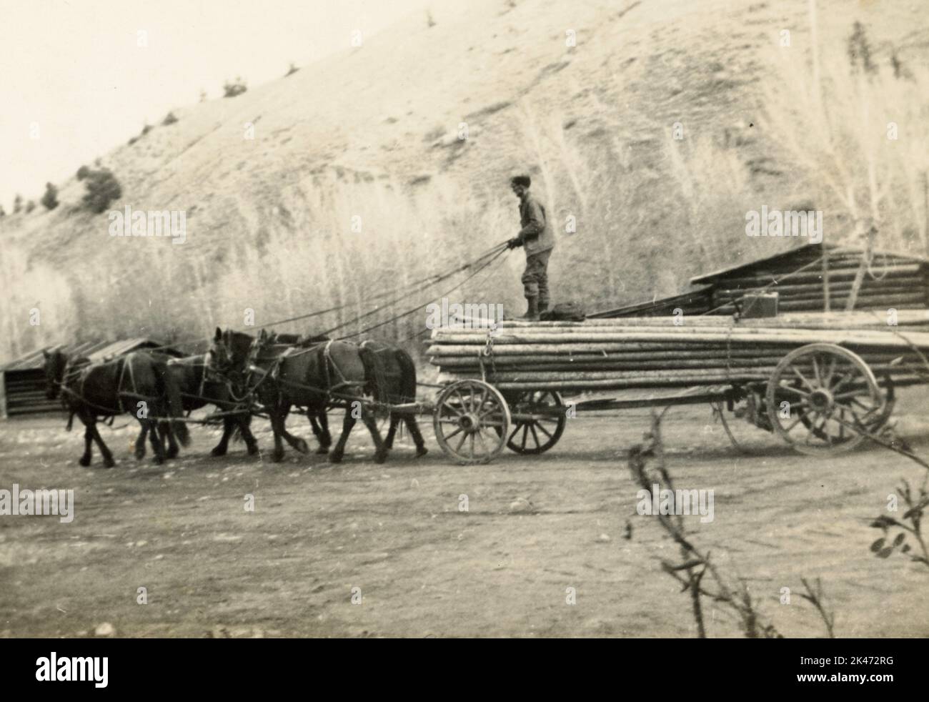 Horse and Wagon Hauling Tree Trunks, Lumber, Turn of the Century, 1900s ...