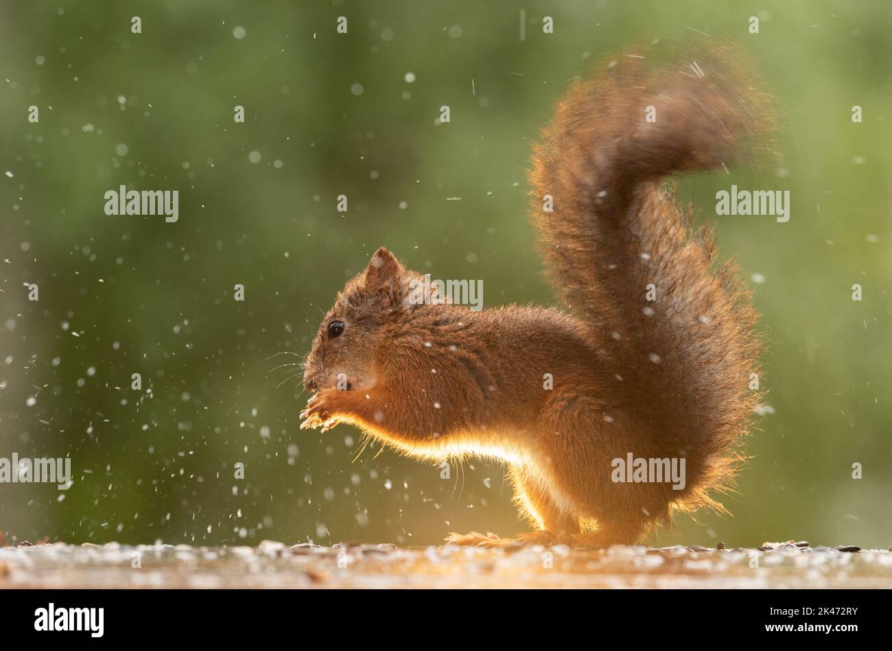 Rain animal shake hi-res stock photography and images - Alamy