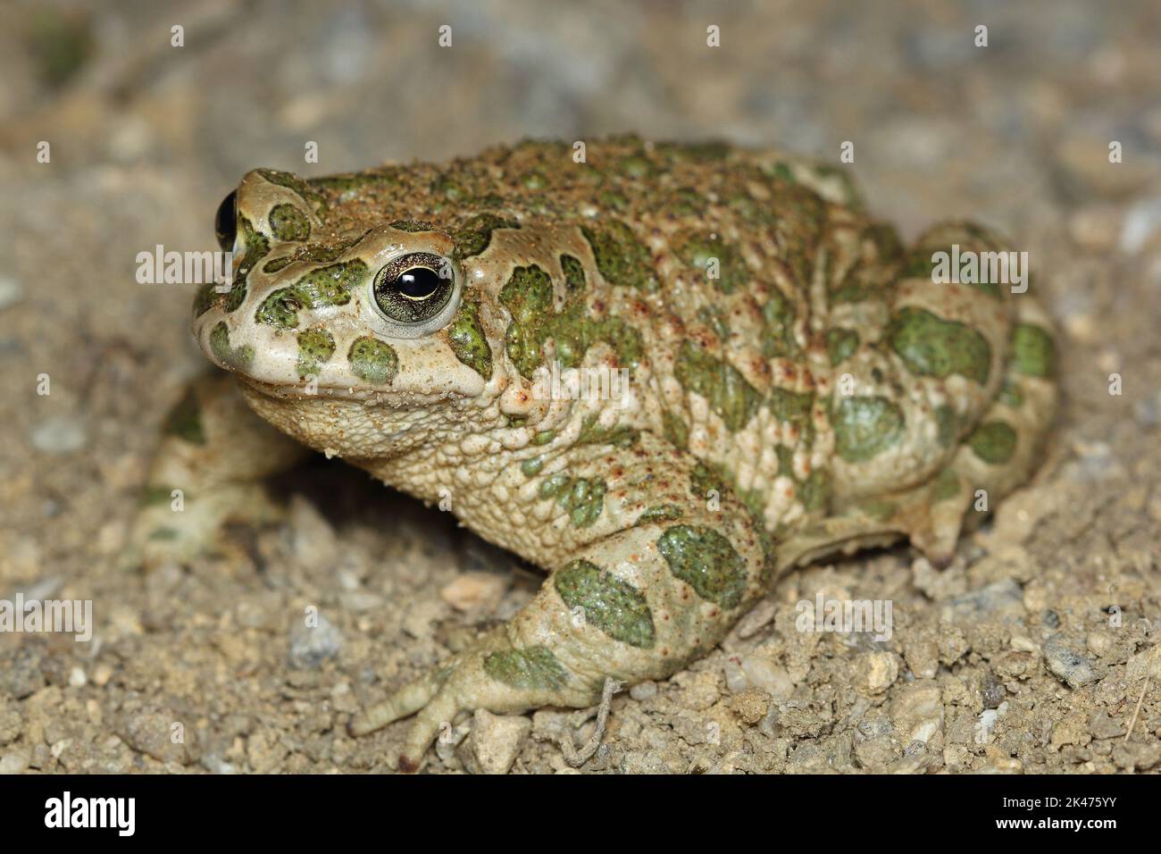 The European green toad (Bufotes viridis) in a natural habitat Stock ...