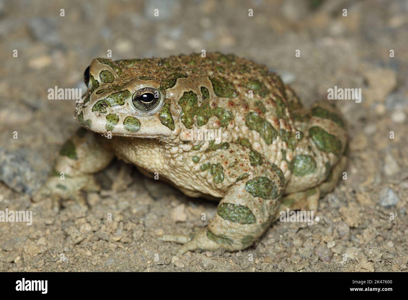 European Green Toad