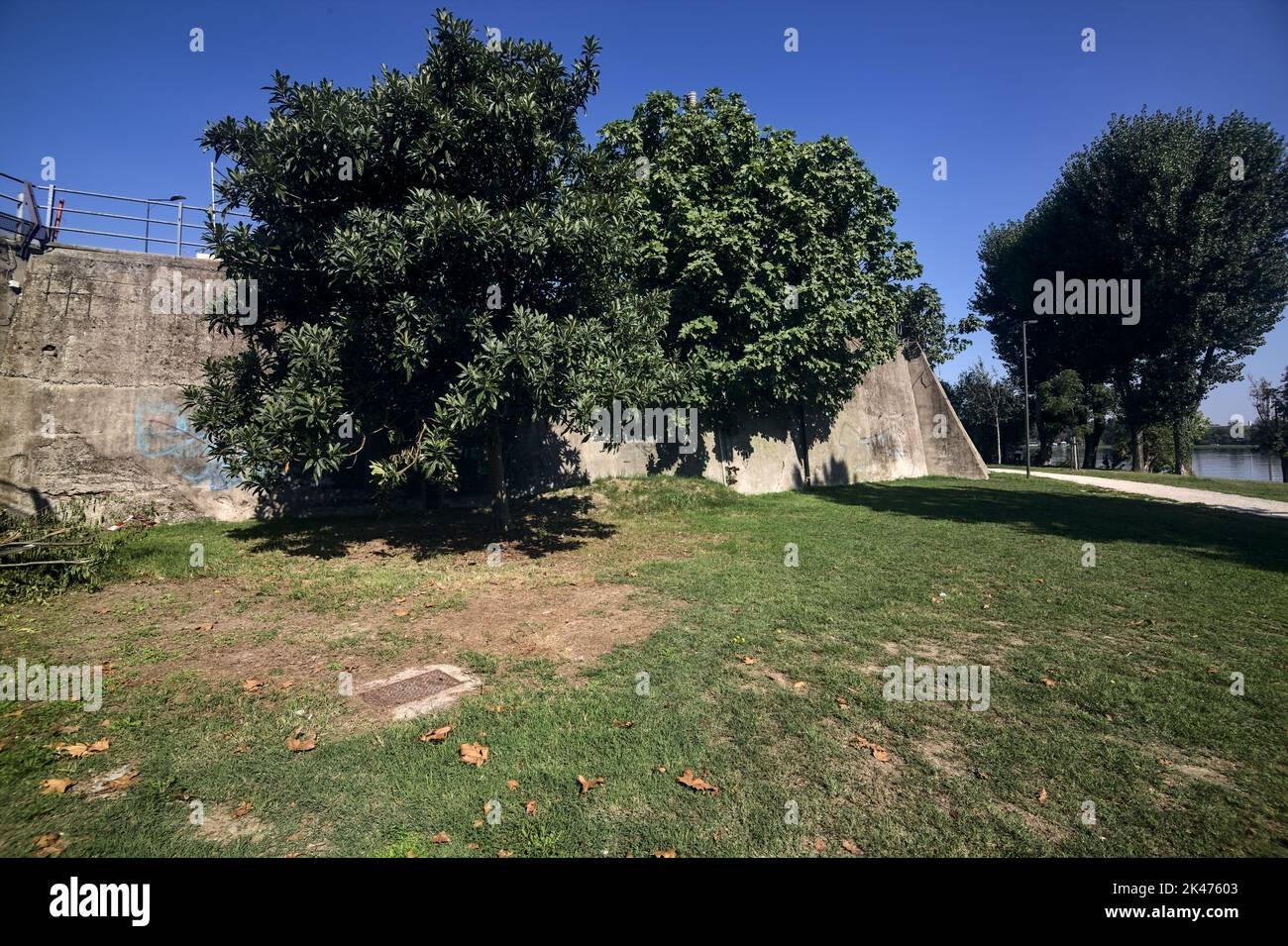 Trees growing next wall hi-res stock photography and images - Alamy