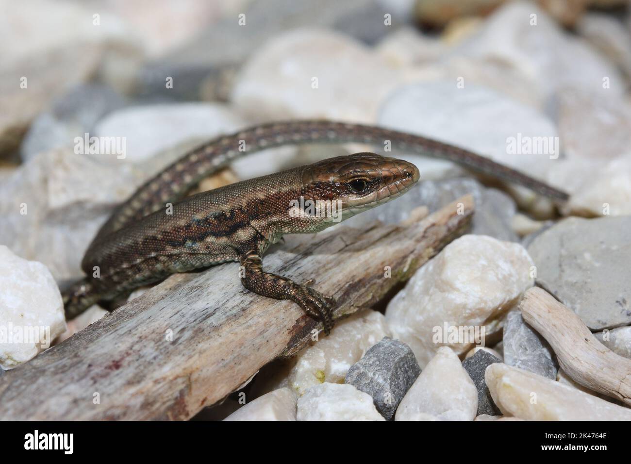 The common wall lizard, European wall lizard (Podarcis muralis) in a natural habitat Stock Photo ...