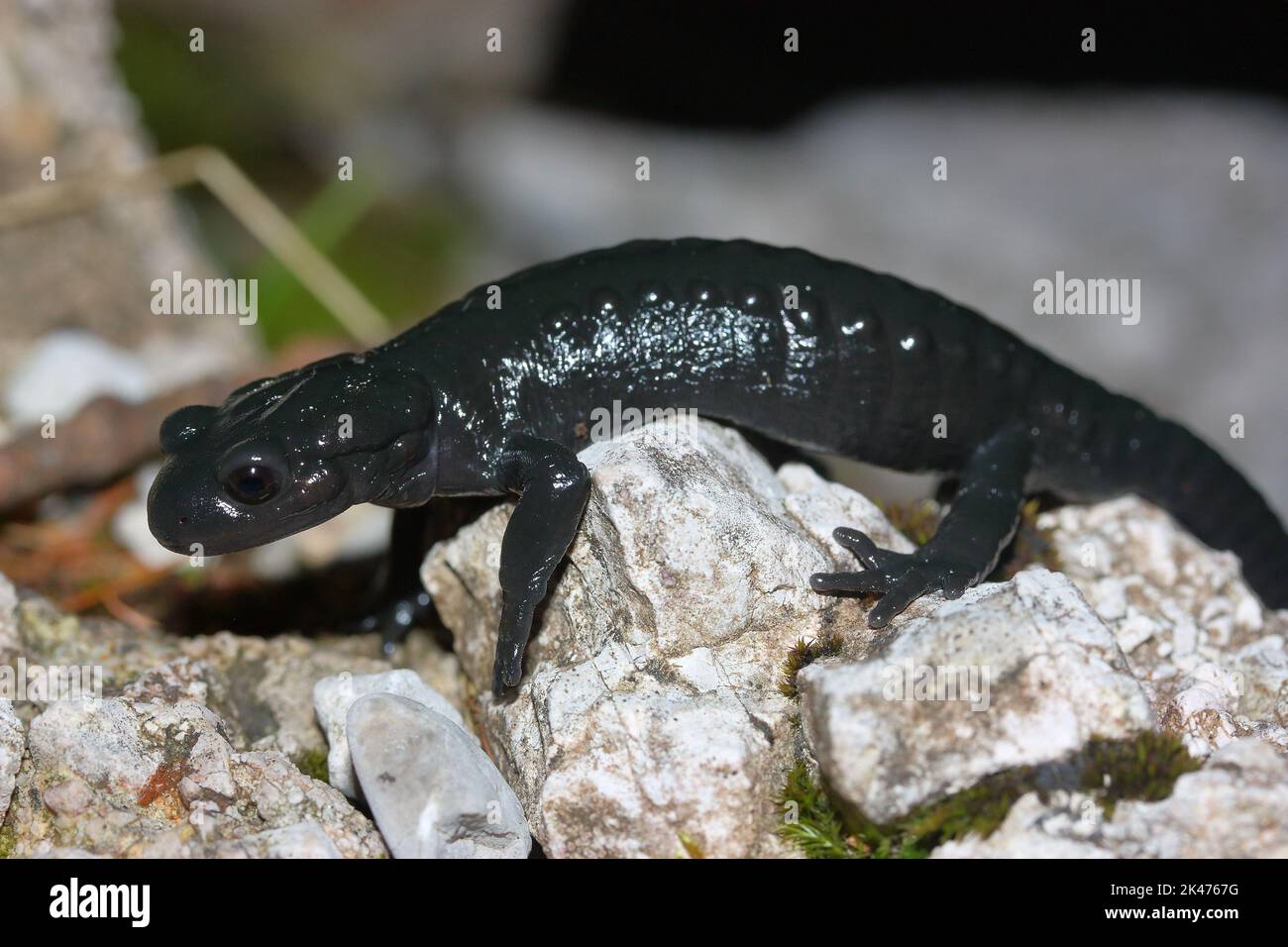 The alpine salamander (Salamandra atra) in a natural habitat Stock ...