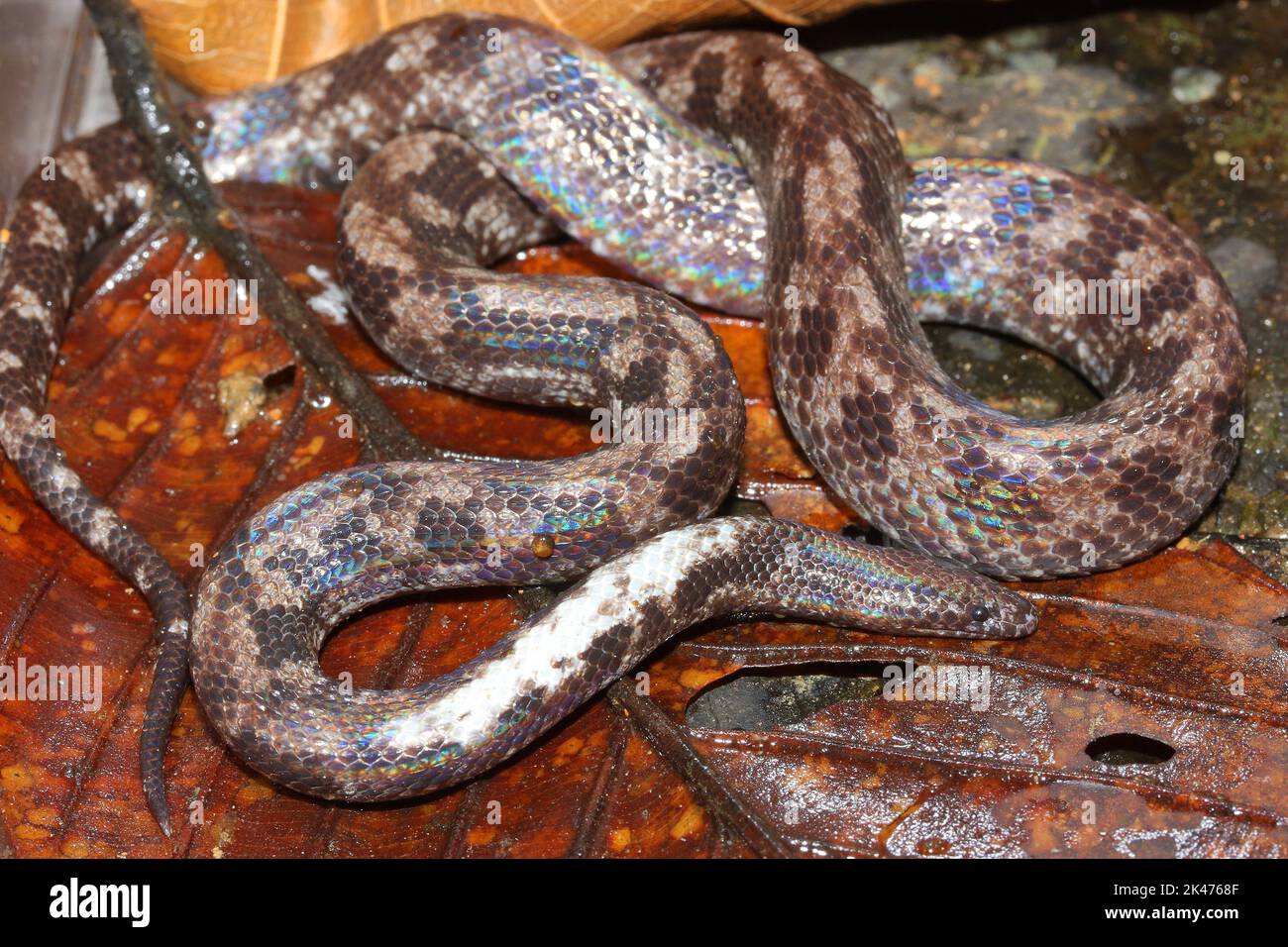 Bornean spine jawed snake hi-res stock photography and images - Alamy