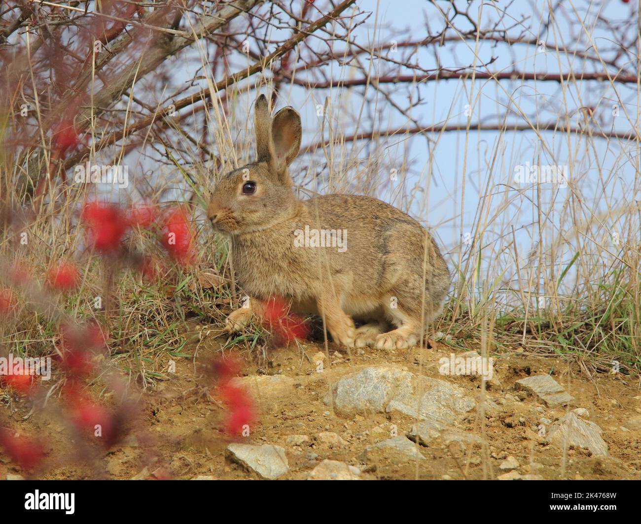 The European rabbit, coney (Oryctolagus cuniculus) in a natural habitat ...