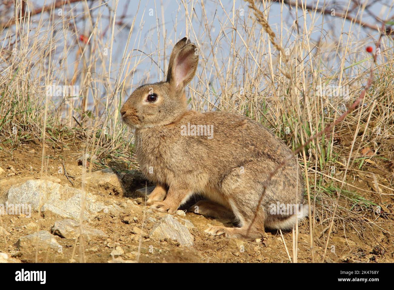 The European rabbit, coney (Oryctolagus cuniculus) in a natural habitat ...