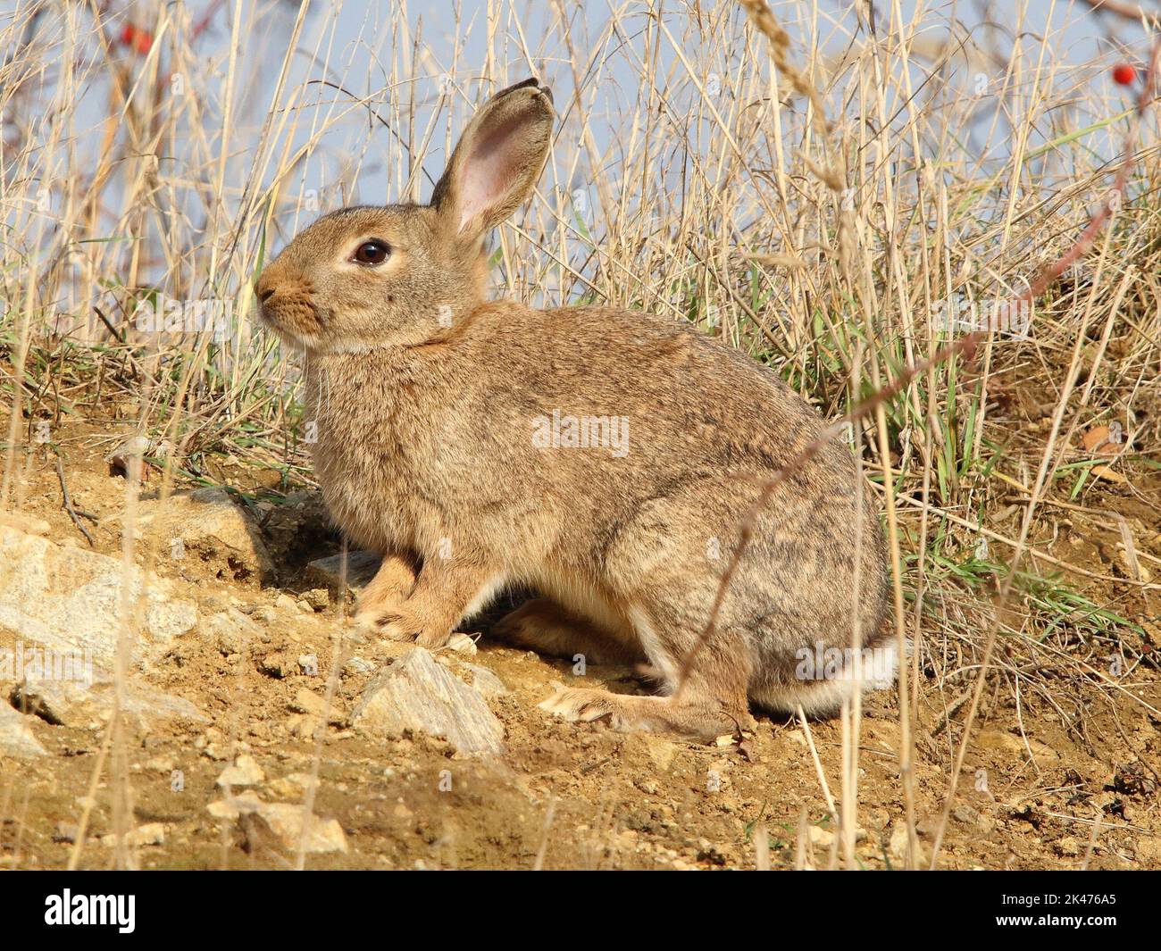 The European rabbit, coney (Oryctolagus cuniculus) in a natural habitat ...