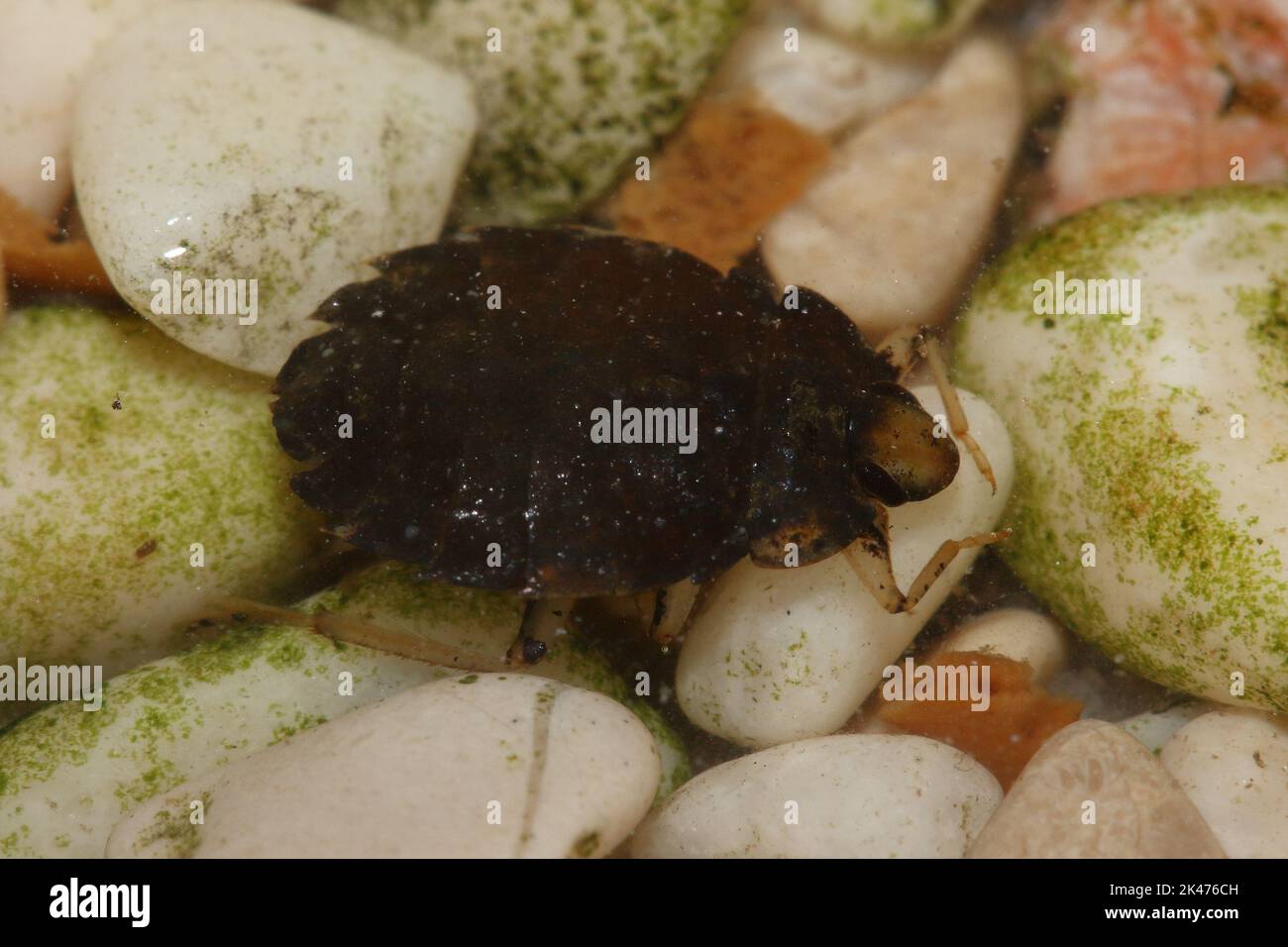 The aquatic and wingless true bug (Aphelocheirus aestivalis) in a ...