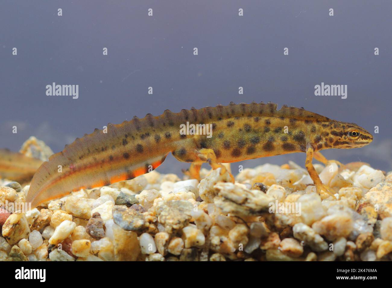 The smooth newt, European newt, northern smooth newt or common newt ...