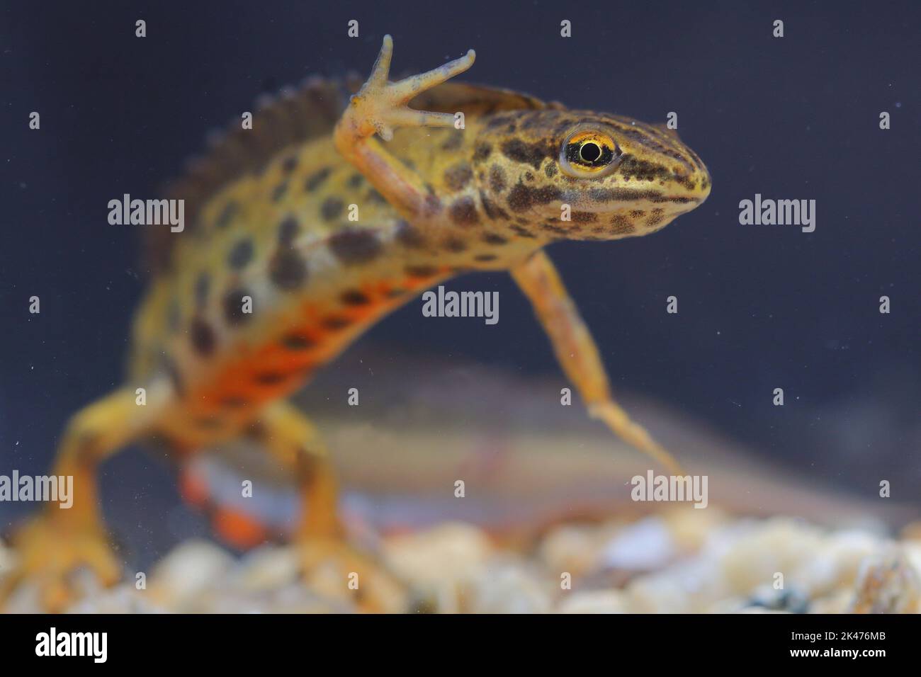 The smooth newt, European newt, northern smooth newt or common newt ...