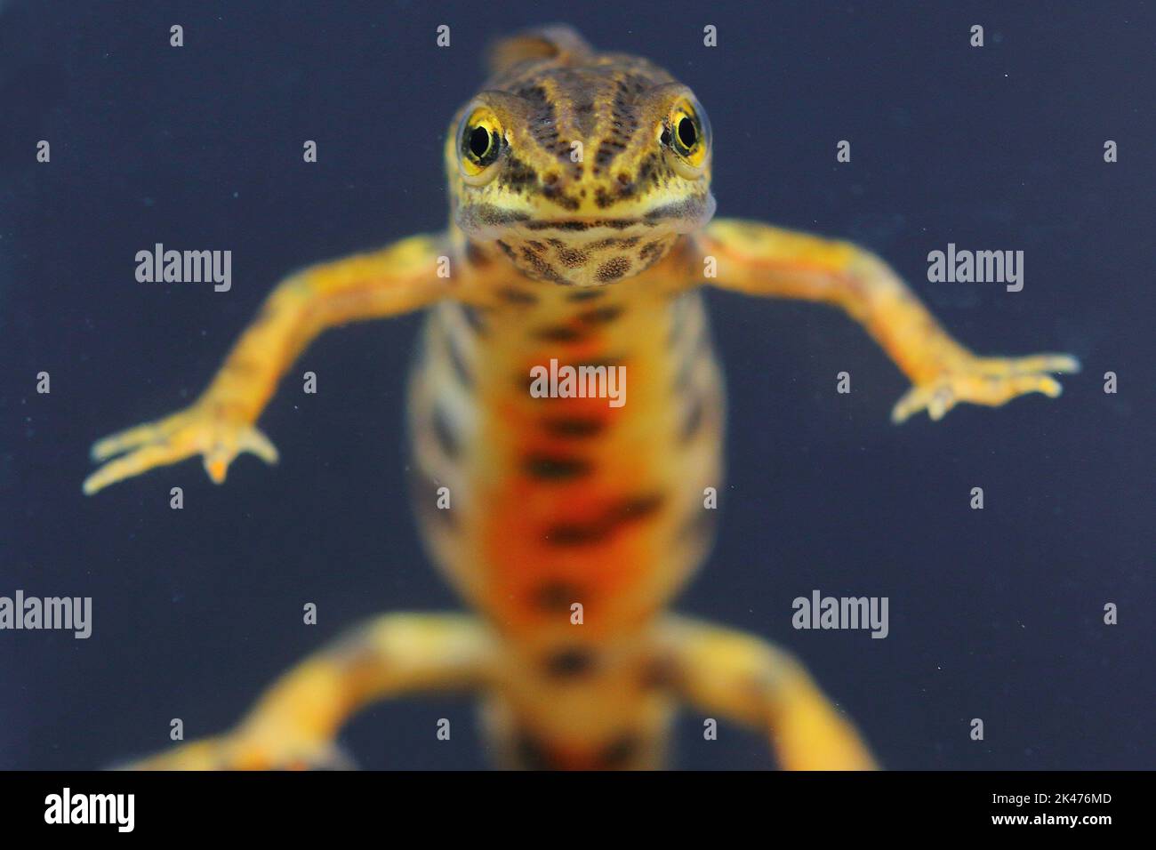 Face view of smooth newt, European newt, northern smooth newt or common ...